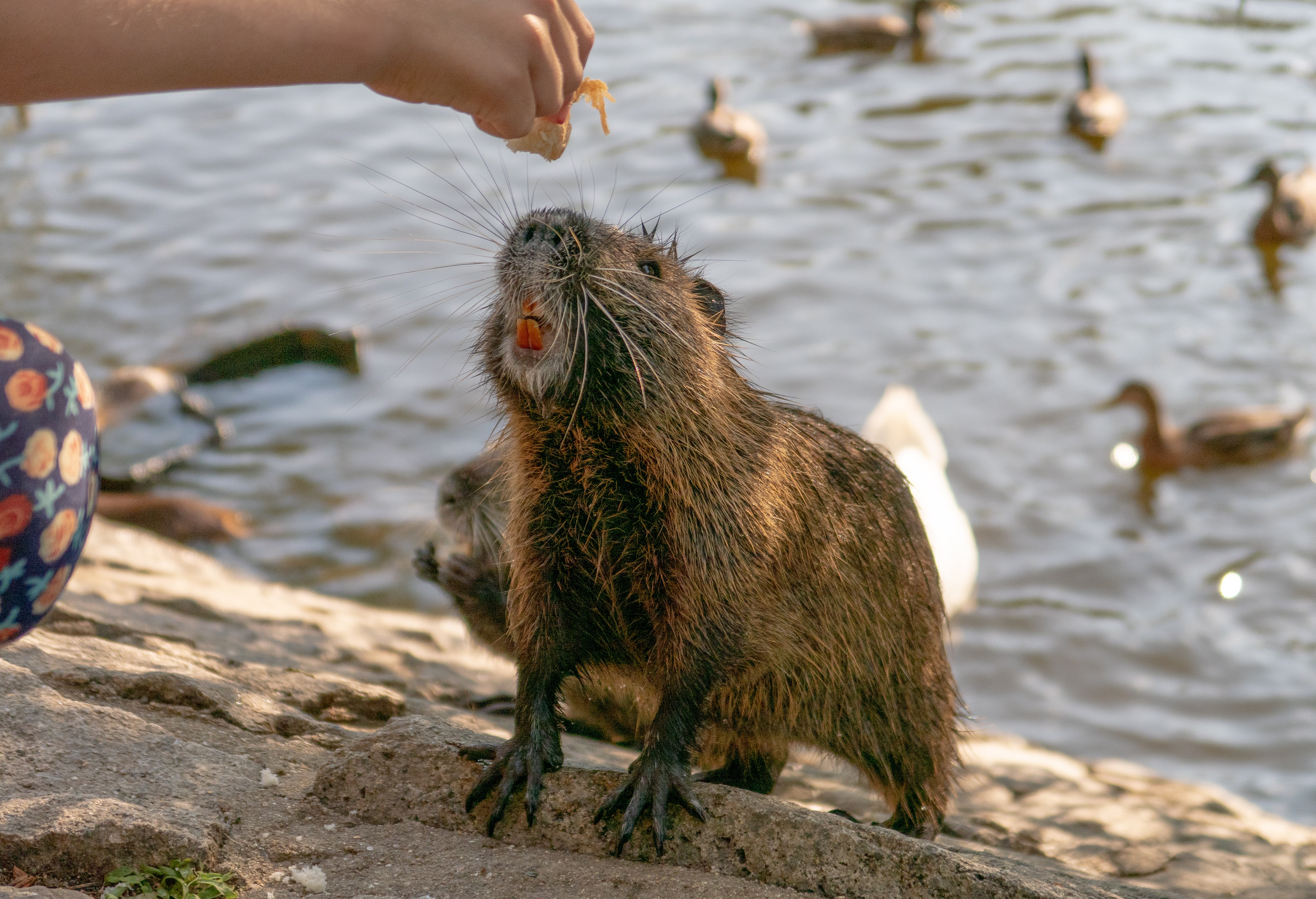 BEAVER FEVER GRIPS CAPITAL CITY - Racket