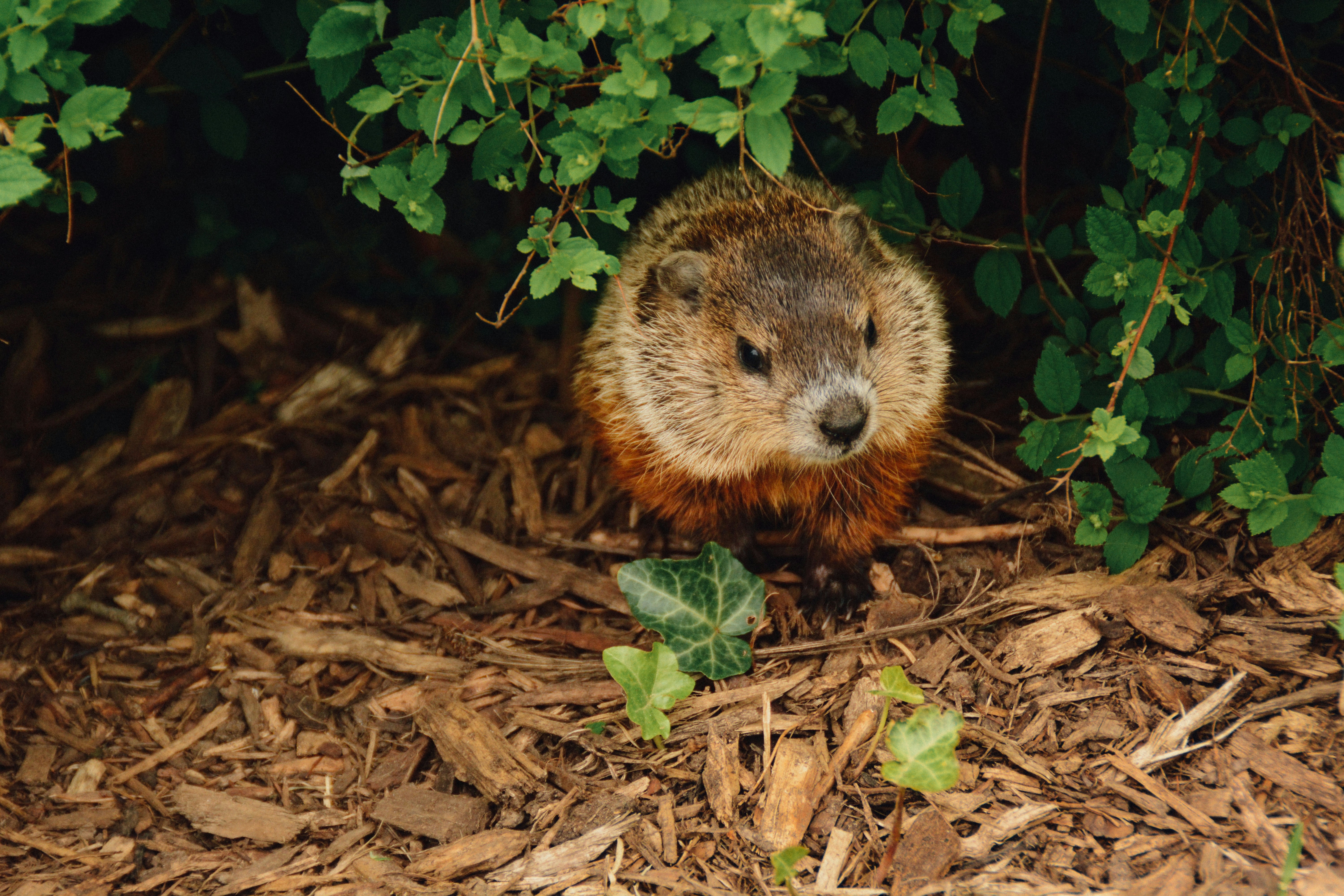 Today’s Open Thread: It’s an Important Rodent Holiday - Racket