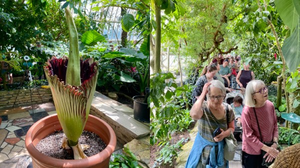 What Does Horace the Como Corpse Flower Really Smell Like? - Racket