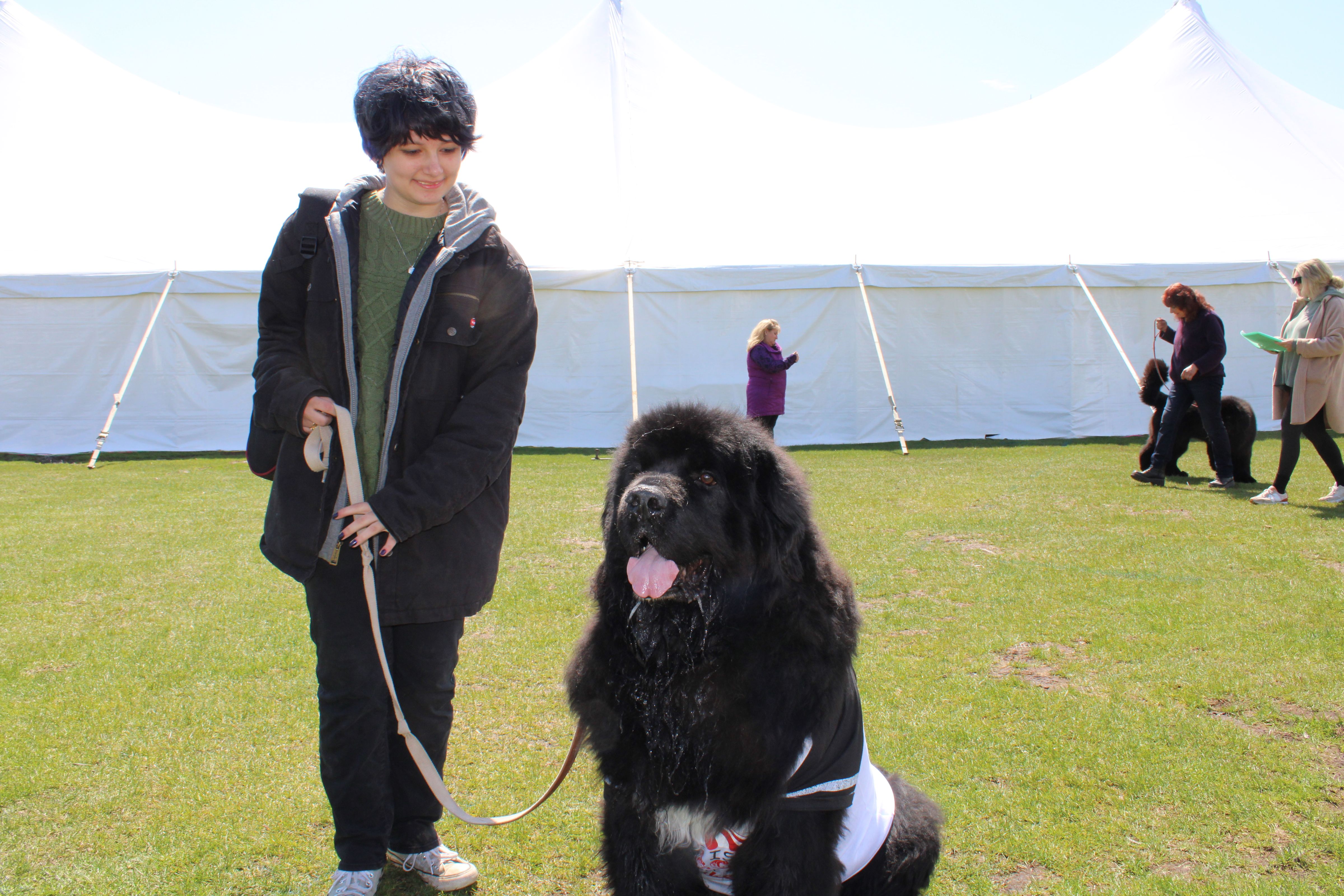 Newfoundland Glory: My Search for Drooly, Floofy Meaning at Duluth’s ...