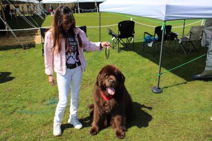 Newfoundland Glory: My Search for Drooly, Floofy Meaning at Duluth’s ...