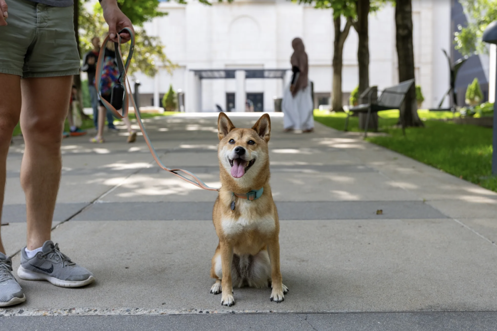 Dog Day at Mia, DisabiliTease Fest, Burgertopia: This Week's Best ...